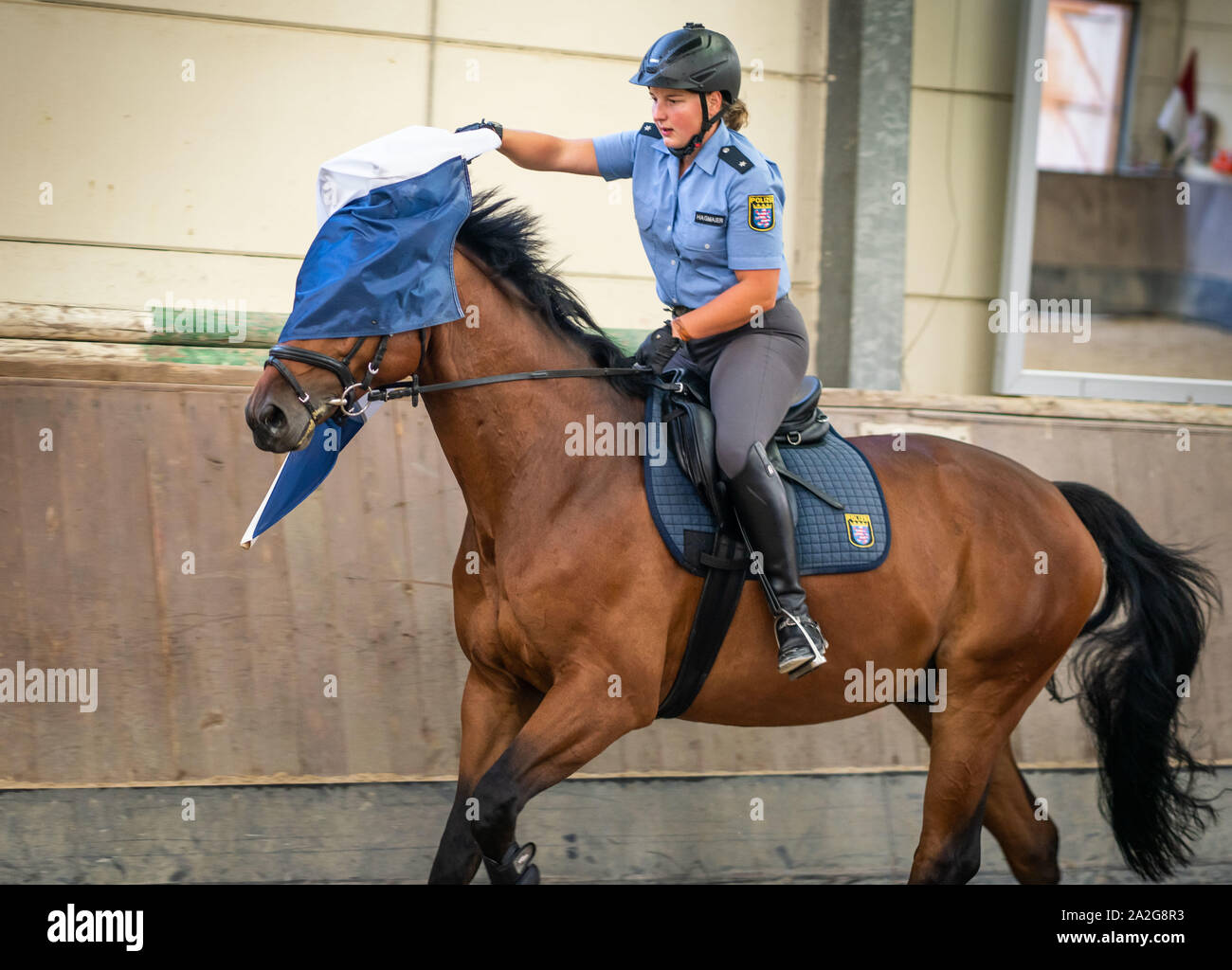 Police horse training hi-res stock photography and images - Alamy