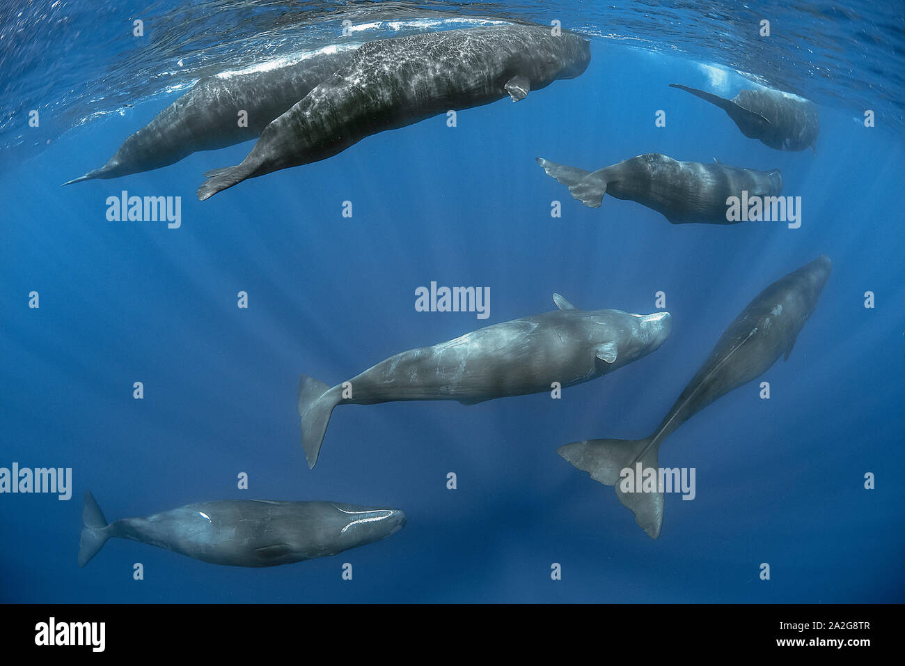 Pod of sperm whale, Physeter macrocephalus, The sperm whale is the largest of the toothed whales ...