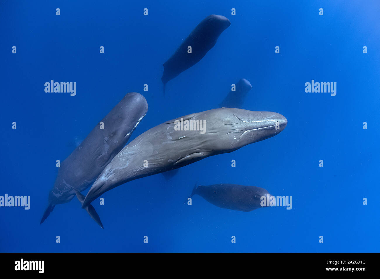 sperm whale, Physeter macrocephalus, pod, sleeping, socializing ...