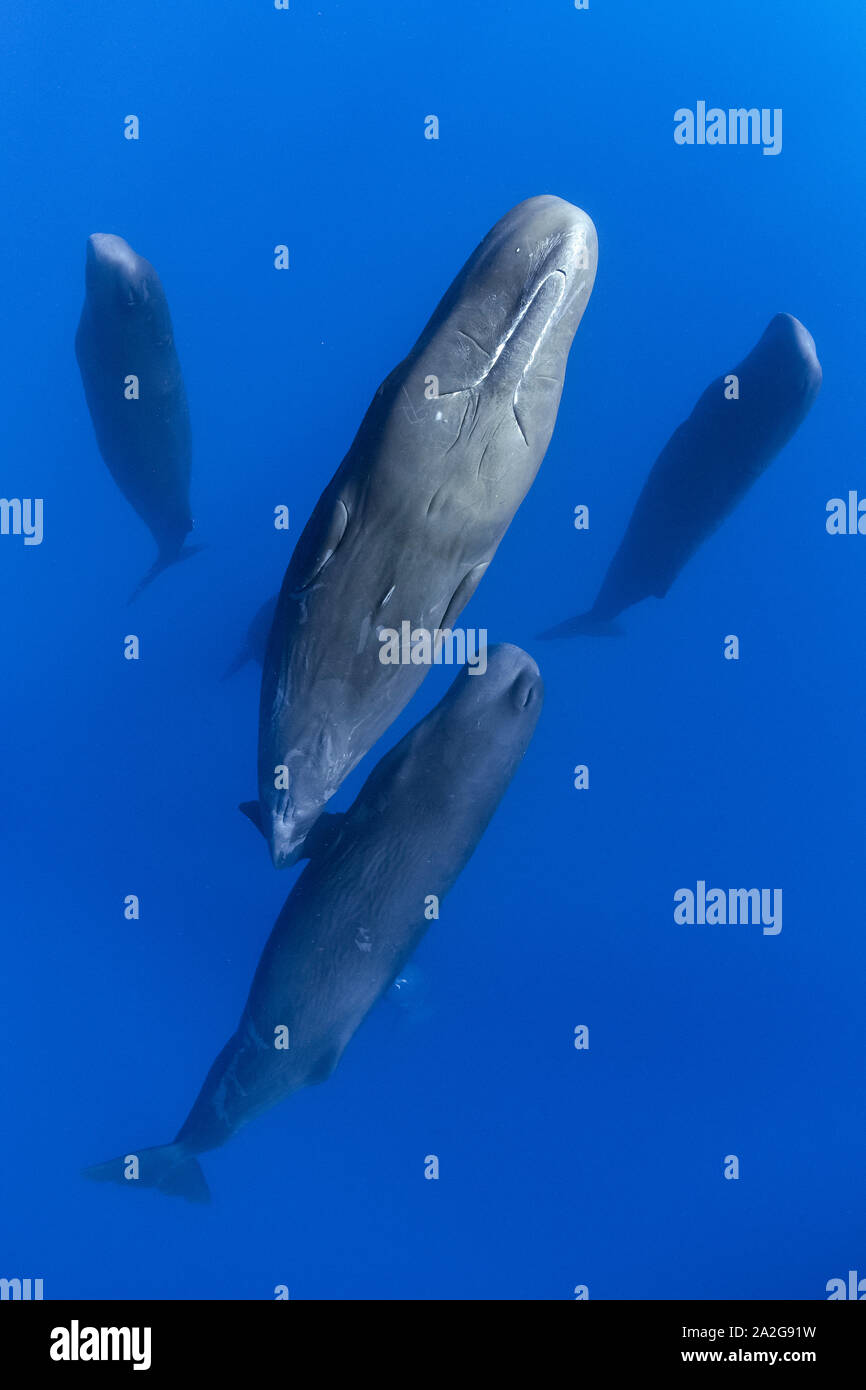sperm whale, Physeter macrocephalus, pod, sleeping, socializing, vertically suspended in mid ...