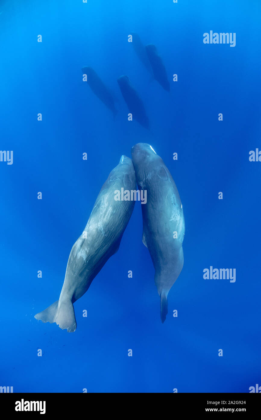 Sperm whale physeter macrocephalus pod hi-res stock photography and images - Alamy