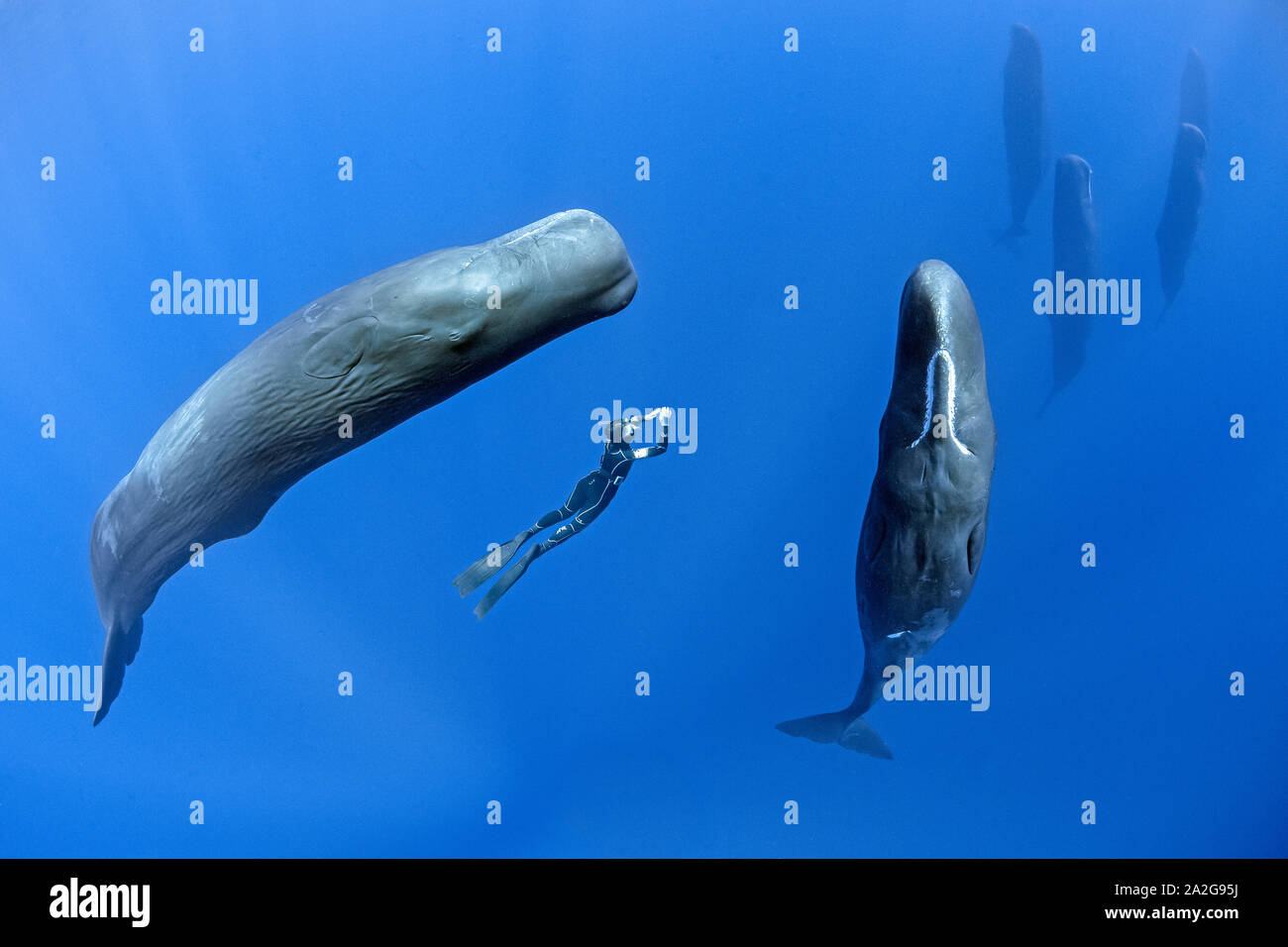 Sperm whale sleeping hi-res stock photography and images - Alamy