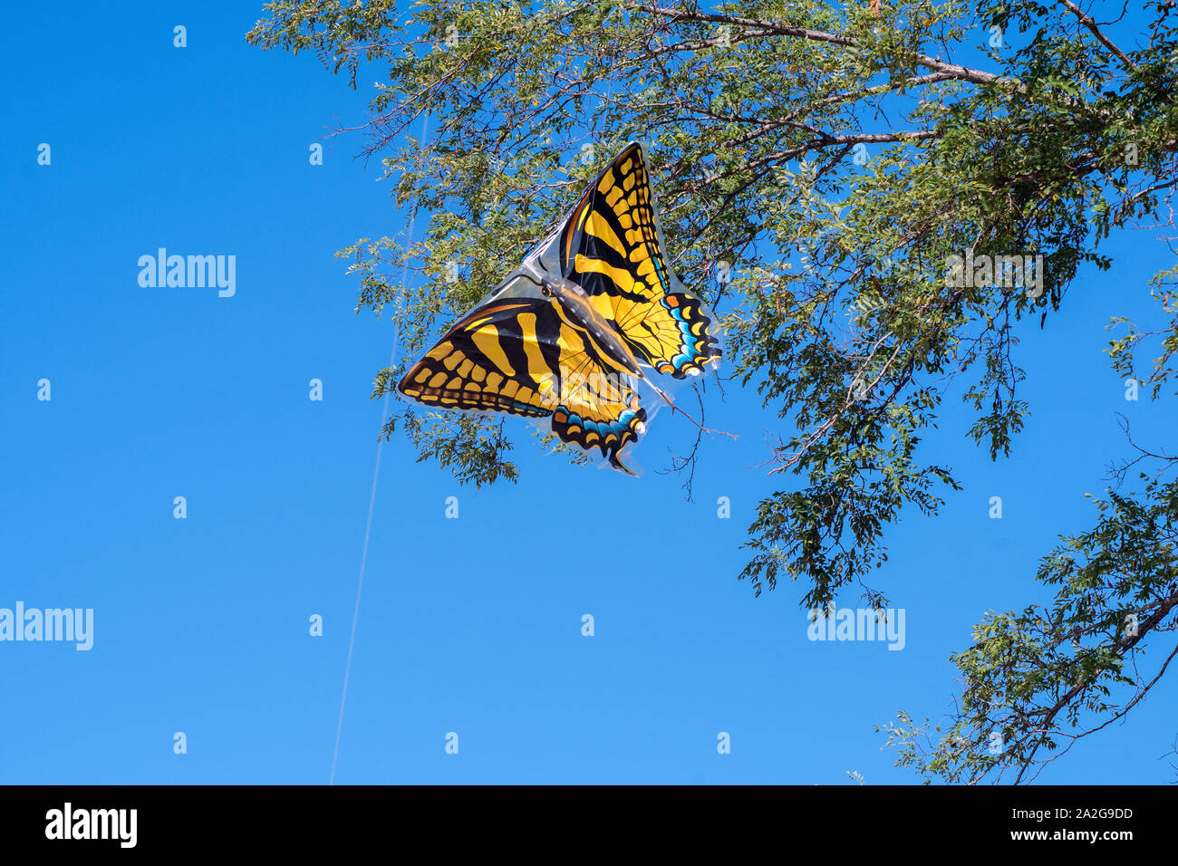 A butterfly kite is stuck in tree branches, with a tangled up string ...