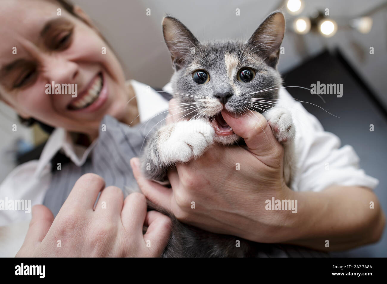 funny angry kitty biting the finger of a woman who screams and winces ...