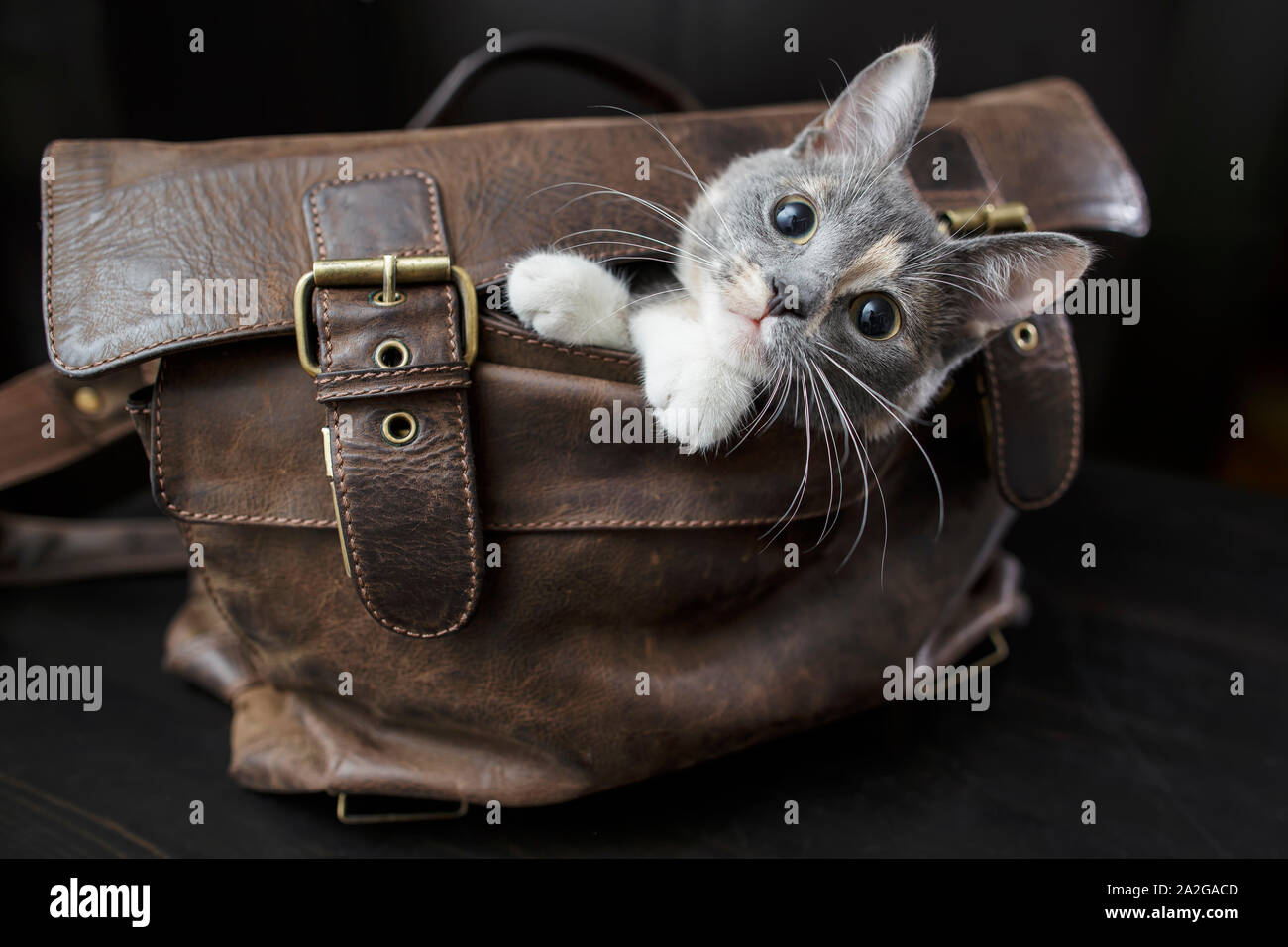 Sad pet owners hi-res stock photography and images - Alamy