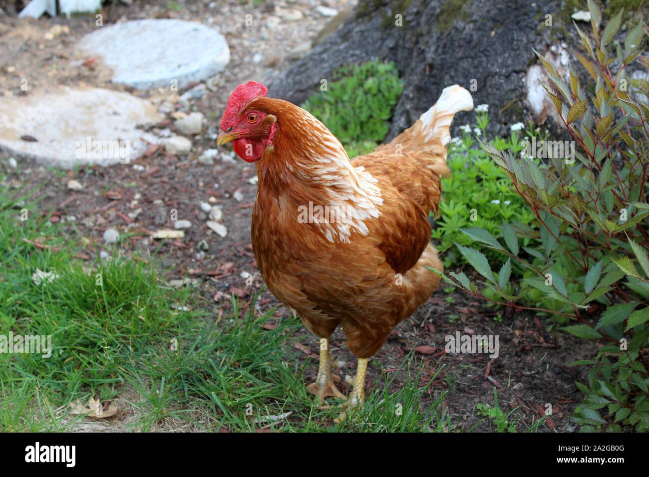 Rhode island red hen hi-res stock photography and images - Alamy