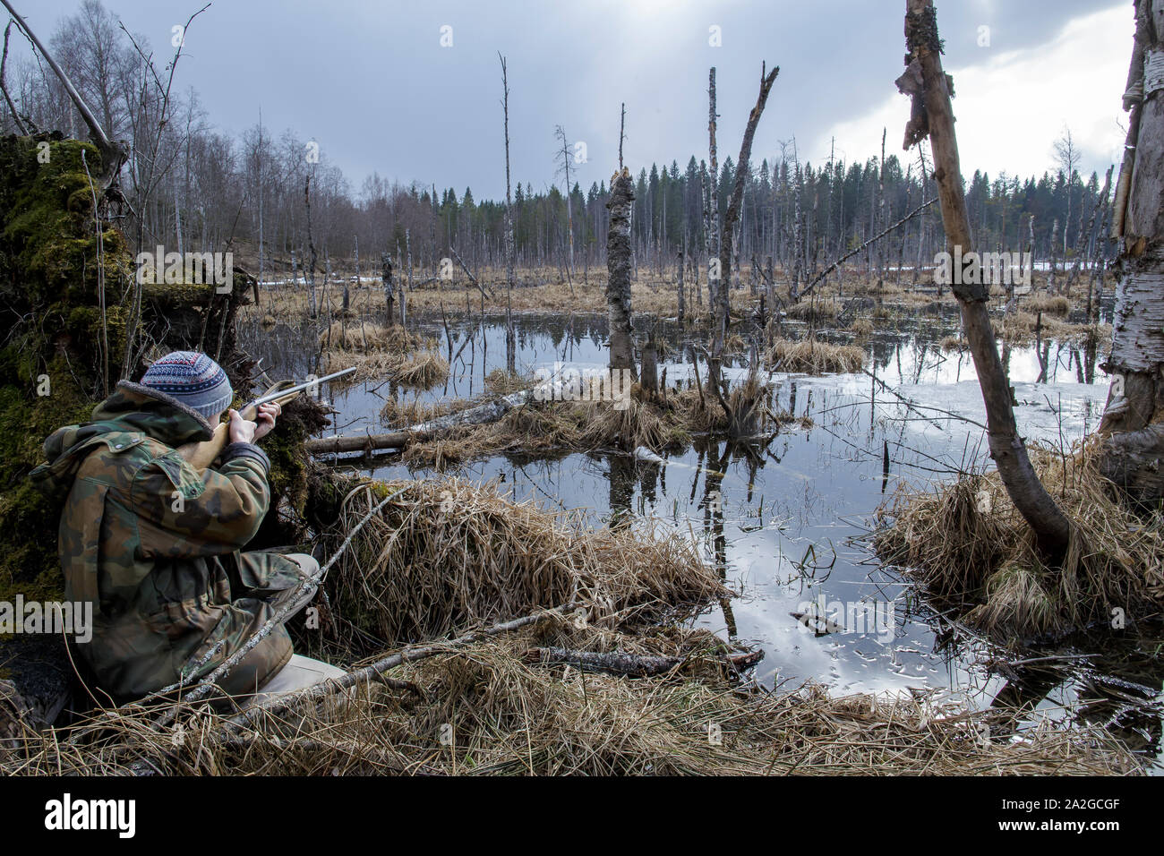 Hunter sitting in the swamp in the forest and aiming at the fowl ...