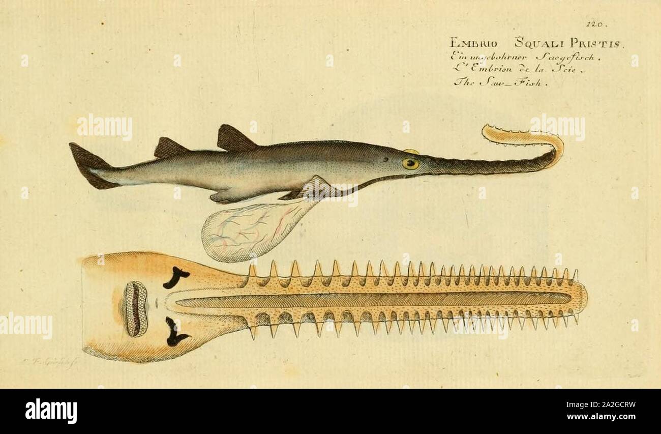 Pristis pristis hi-res stock photography and images - Alamy