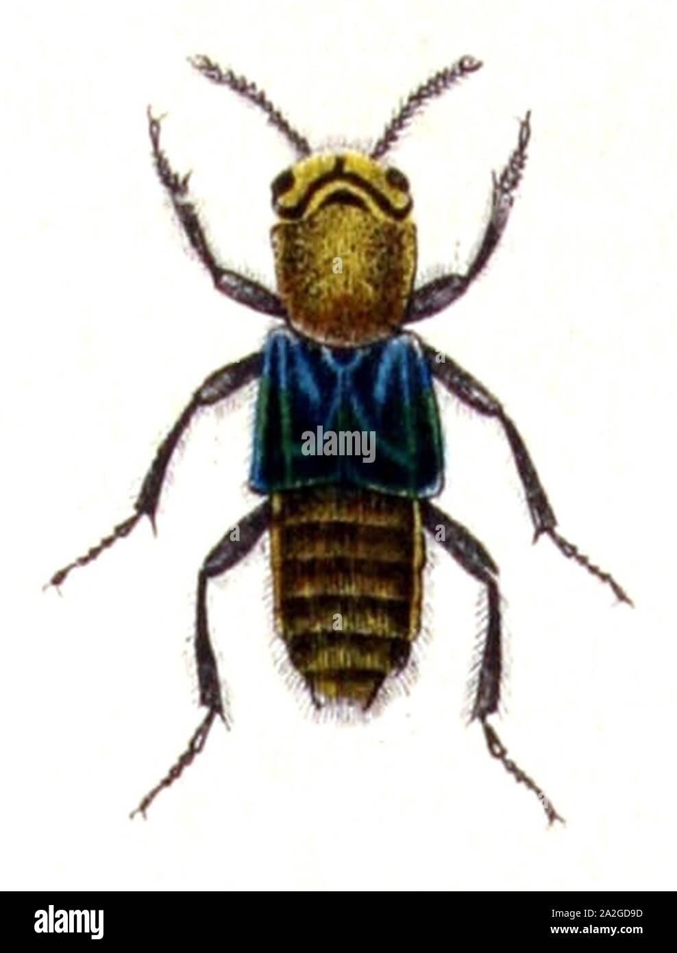 Emus hirtus hi-res stock photography and images - Alamy