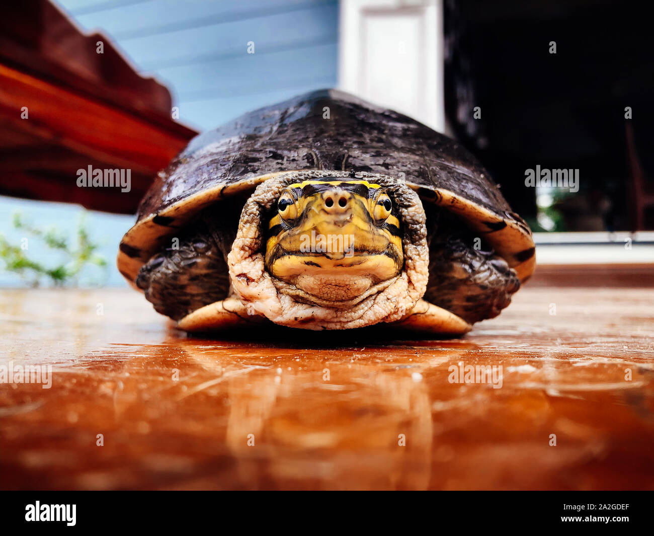 Asian turtle hi-res stock photography and images - Alamy