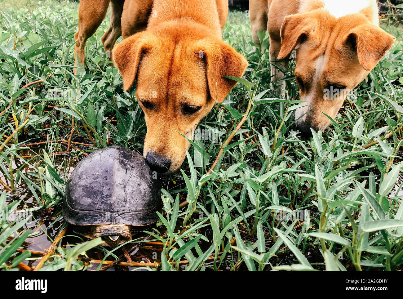 Dogs sniffing turtle in nature garden - Dog couple curiously ...