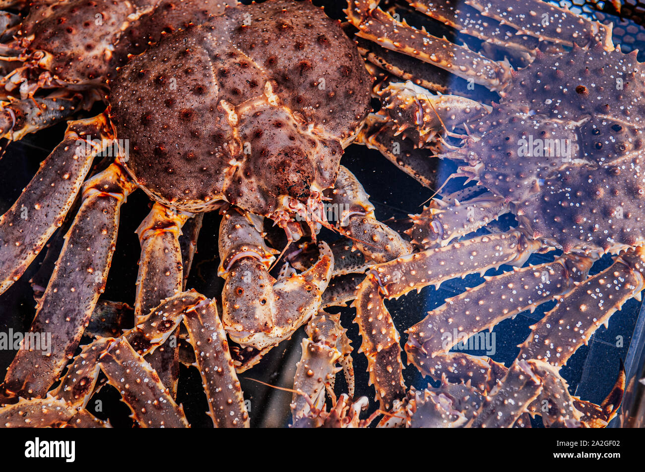 Live Japanese king crabs or Taraba at Hakodate Asaichi fish market ...