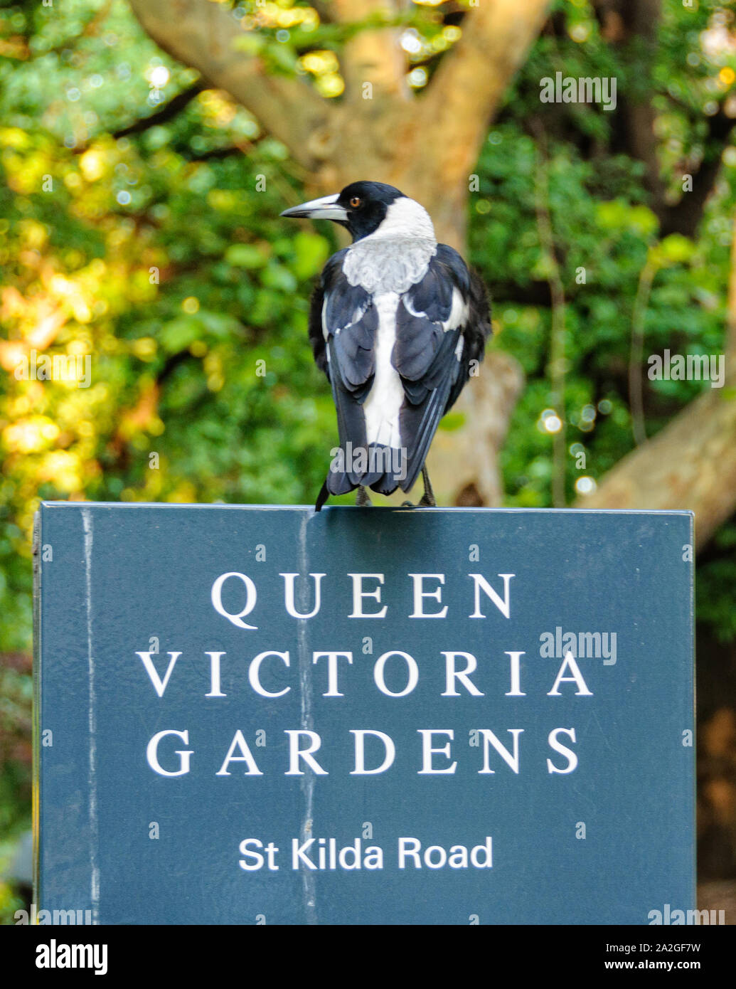 Australian magpie on a sign board - Melbourne, Victoria, Australia ...