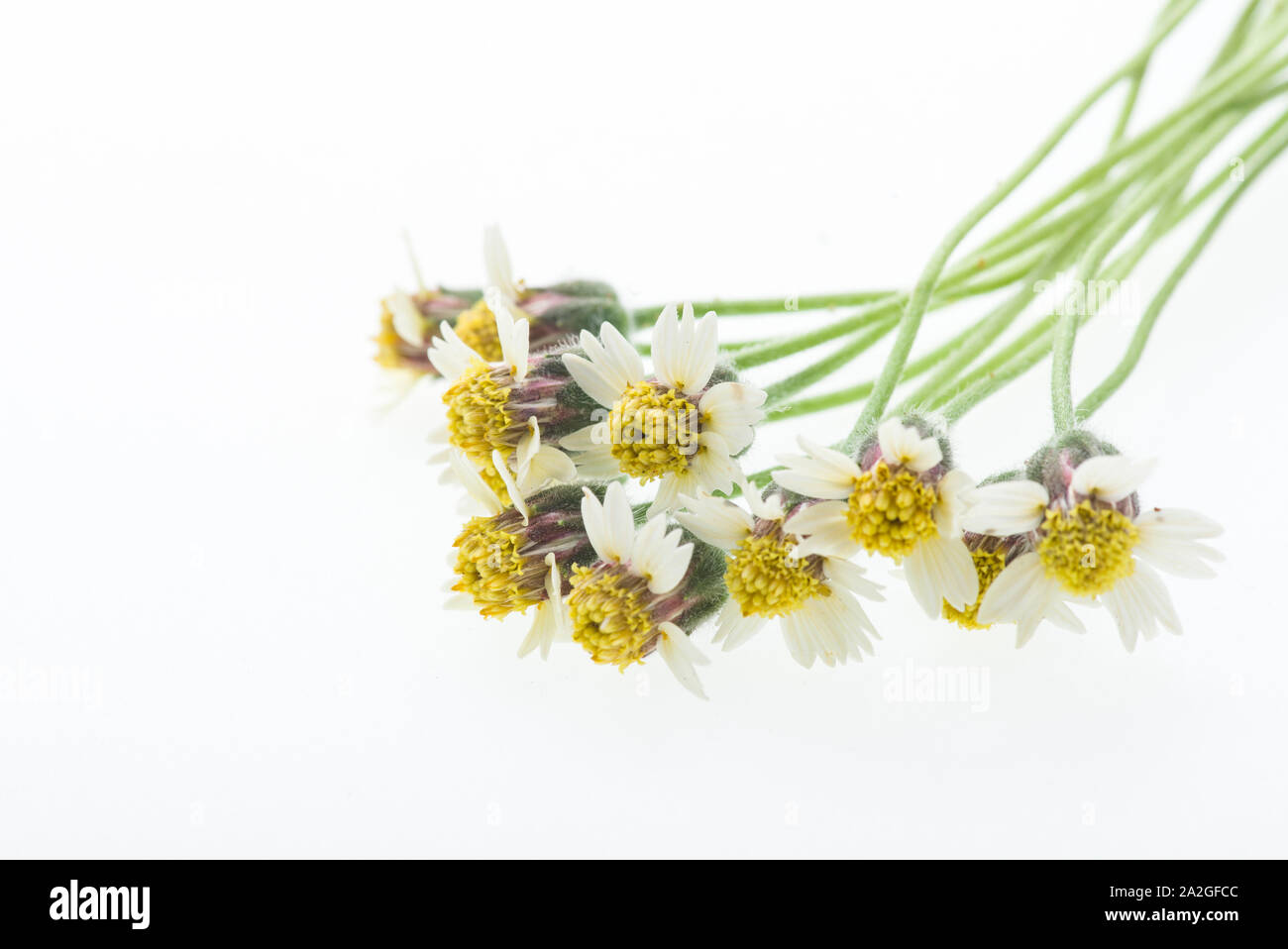 Tridax procumbens flower isolated on white background Stock Photo - Alamy