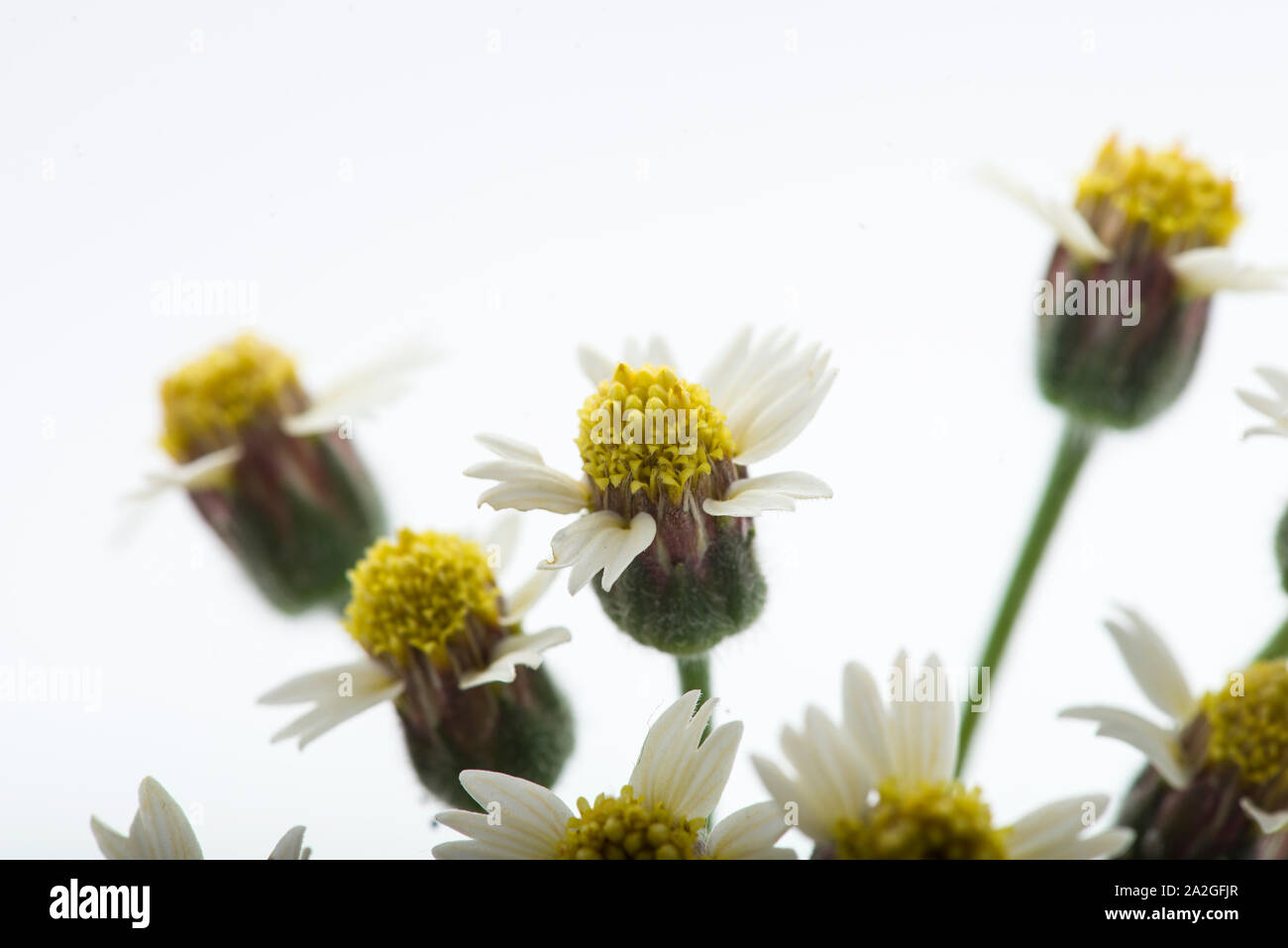 Close-up tridax procumbens flower isolated on white background Stock ...