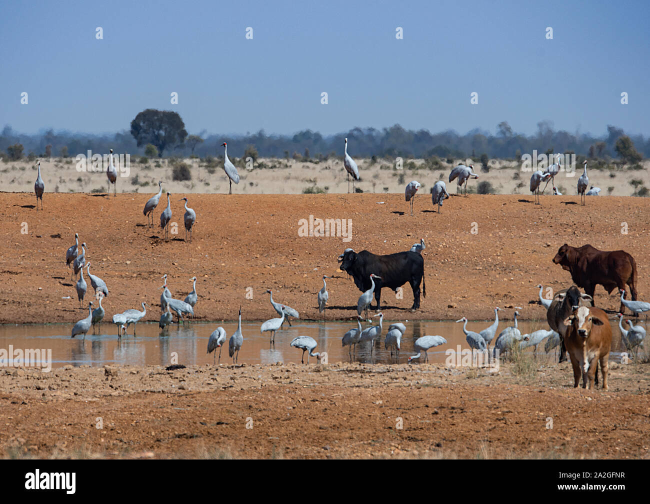 Brolga cattle australia hi-res stock photography and images - Alamy
