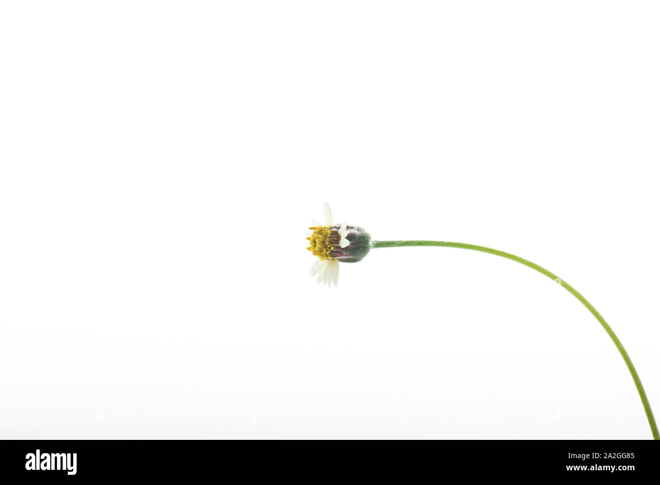 A single Tridax procumbens flower isolated on white background Stock ...