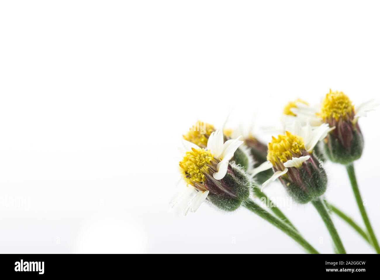 Tridax procumbens flower isolated on white background Stock Photo - Alamy