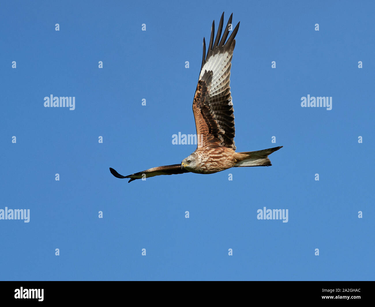Red kite in flight with blue skies in the background Stock Photo - Alamy
