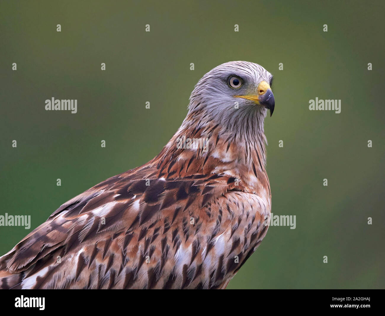 Portrait red kite hi-res stock photography and images - Alamy