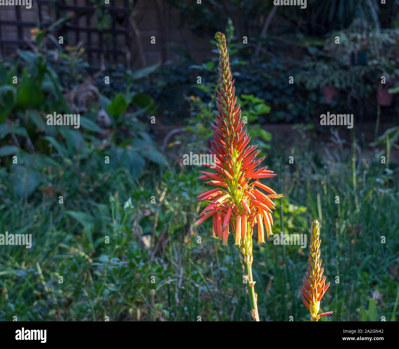 Aloe vera flower isolated by early morning light image with copy space ...