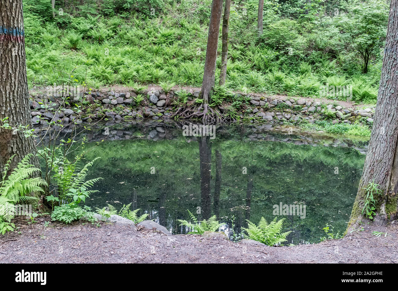 Clean, calm forest lake, whose banks are lined with cobblestones, in a ...