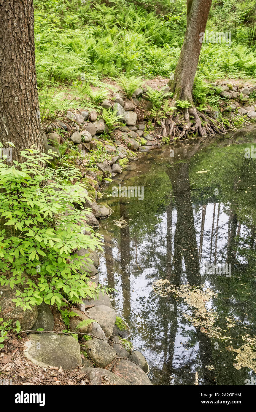 Clean, calm forest lake, whose banks are lined with cobblestones, in a ...