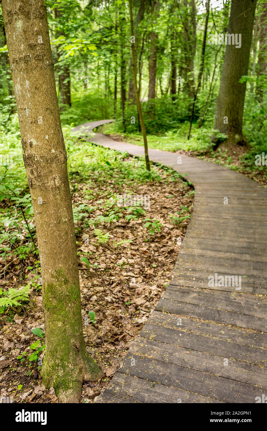 Ecological path made out of wooden planks to walk away curving into the ...