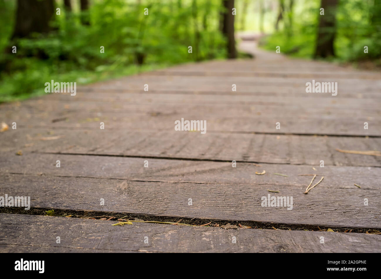 Ecological path from wooden boards for walking in the forest with an ...
