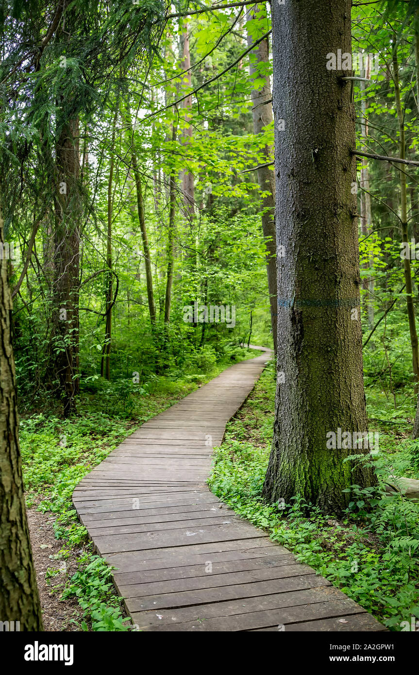 Ecological path made out of wooden planks to walk away curving into the ...