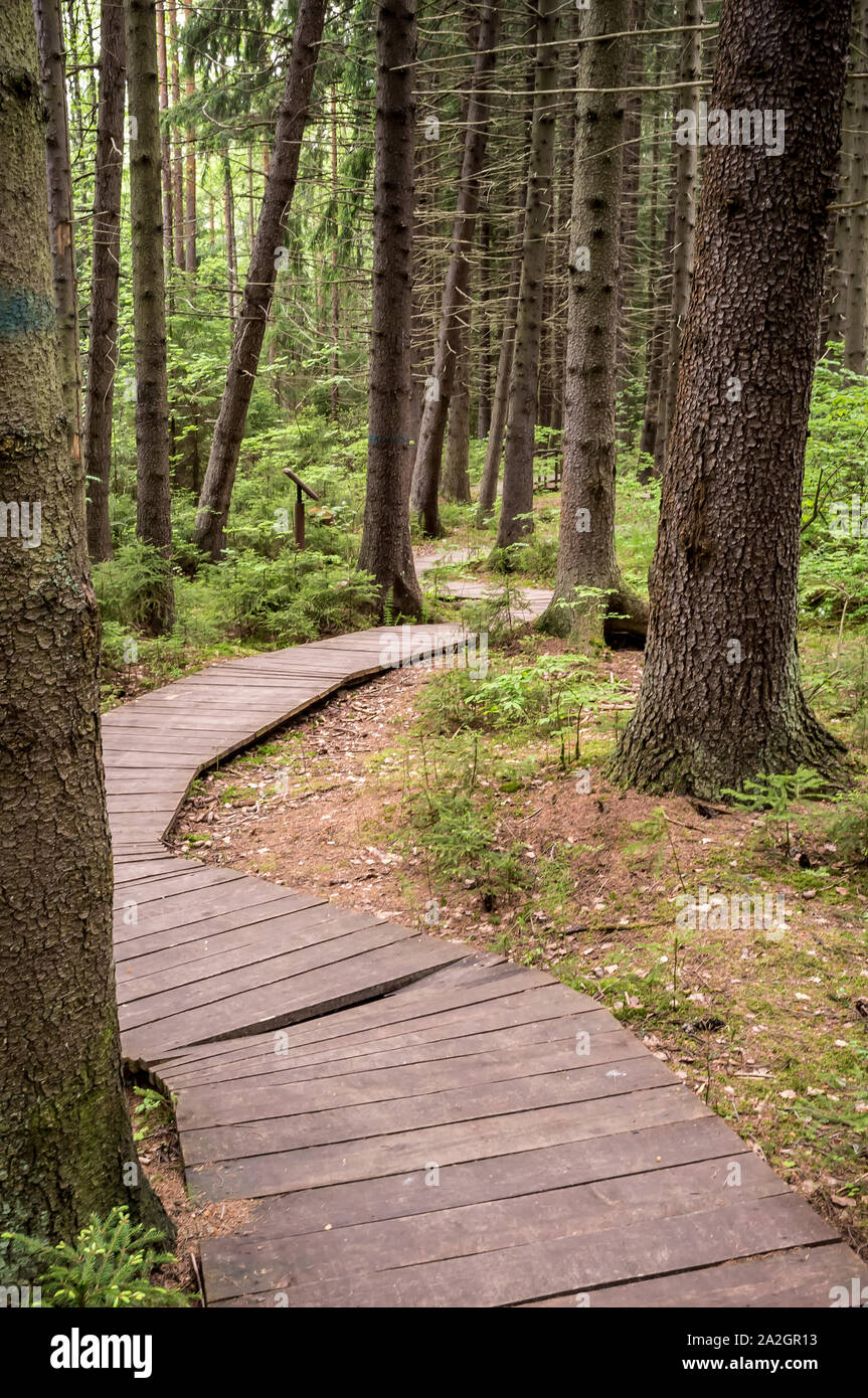 Ecological path made out of wooden planks to walk in summer forest ...