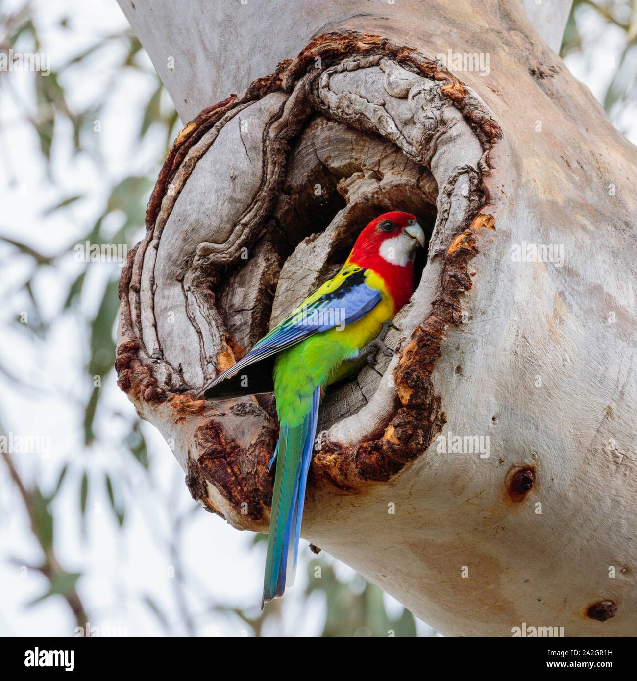 Rosella in flight hi-res stock photography and images - Alamy