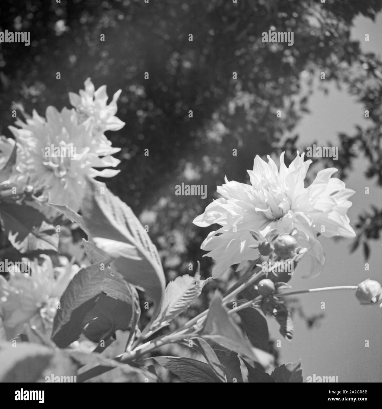 Blumen in einem park in munchen hi-res stock photography and images - Alamy