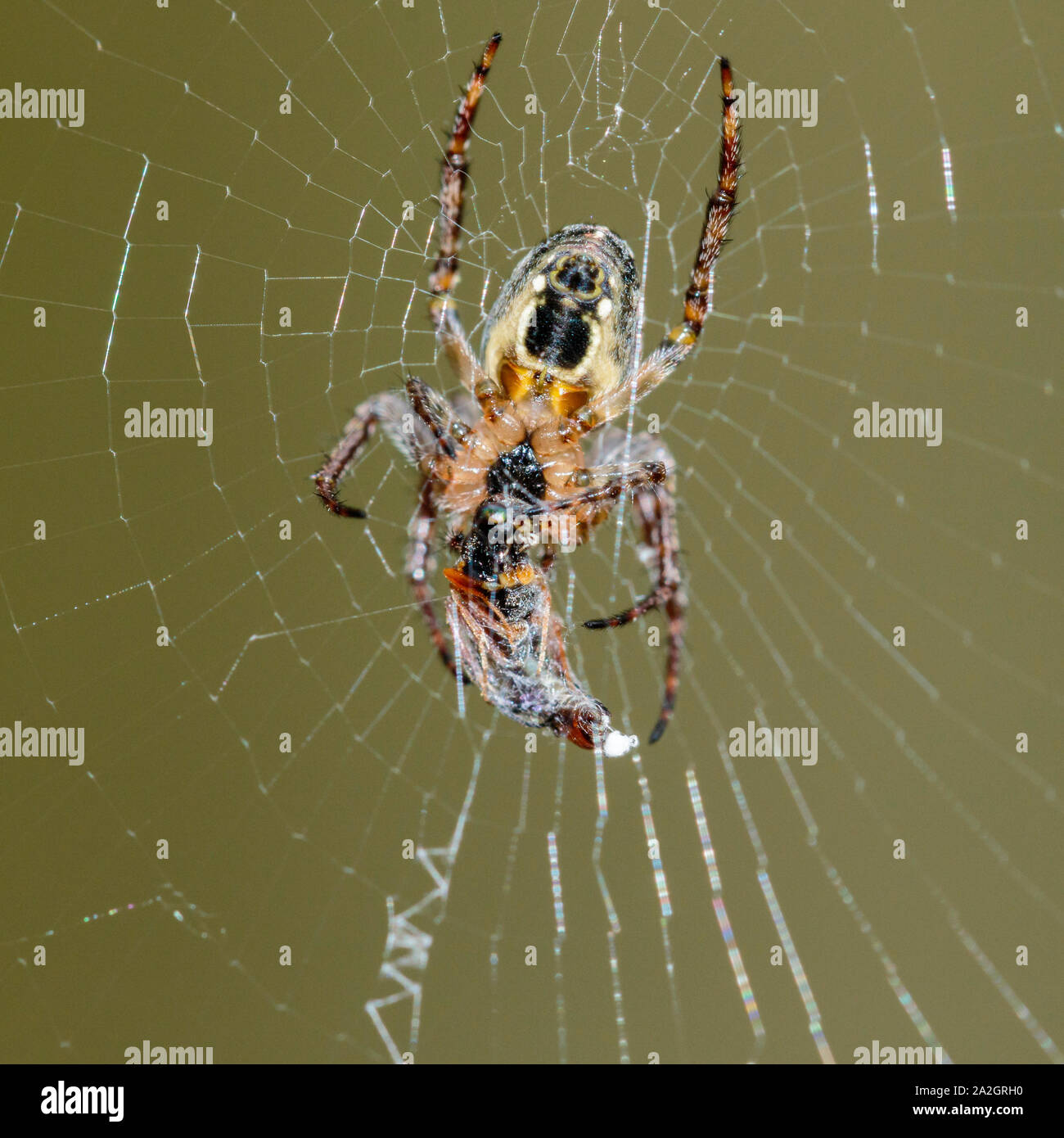 Spider web prey animals hunting hi-res stock photography and images - Alamy