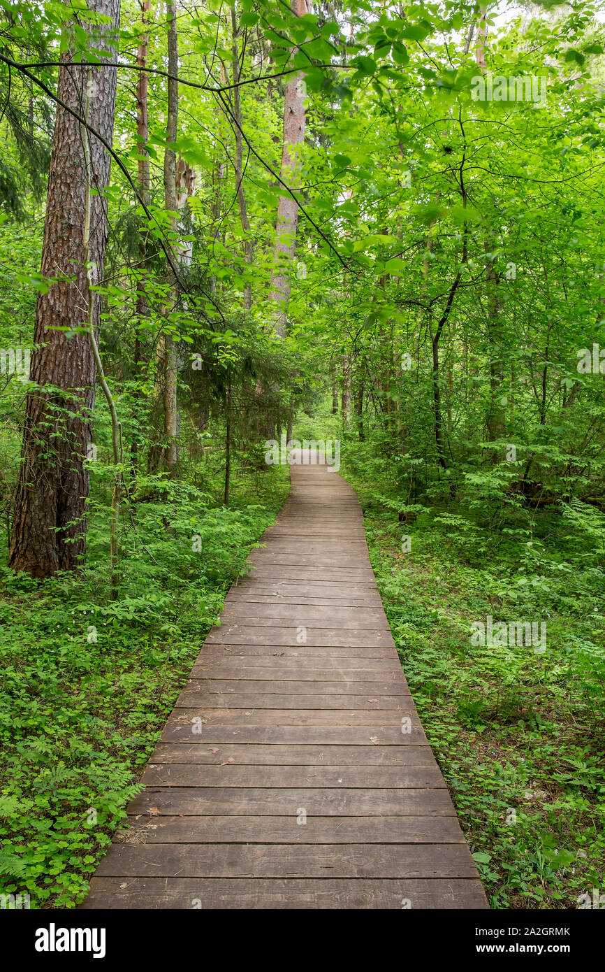 Ecological path made out of wooden planks to walk away curving into the ...