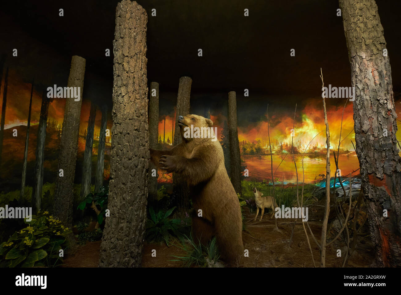 An example of a brown, grizzly bear during a forest fire in a taxidermy ...