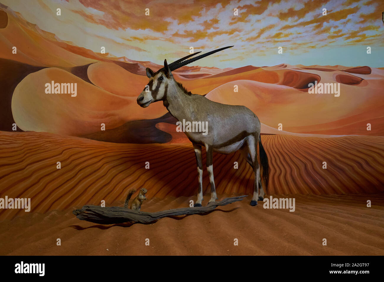 Sahara Desert Diorama