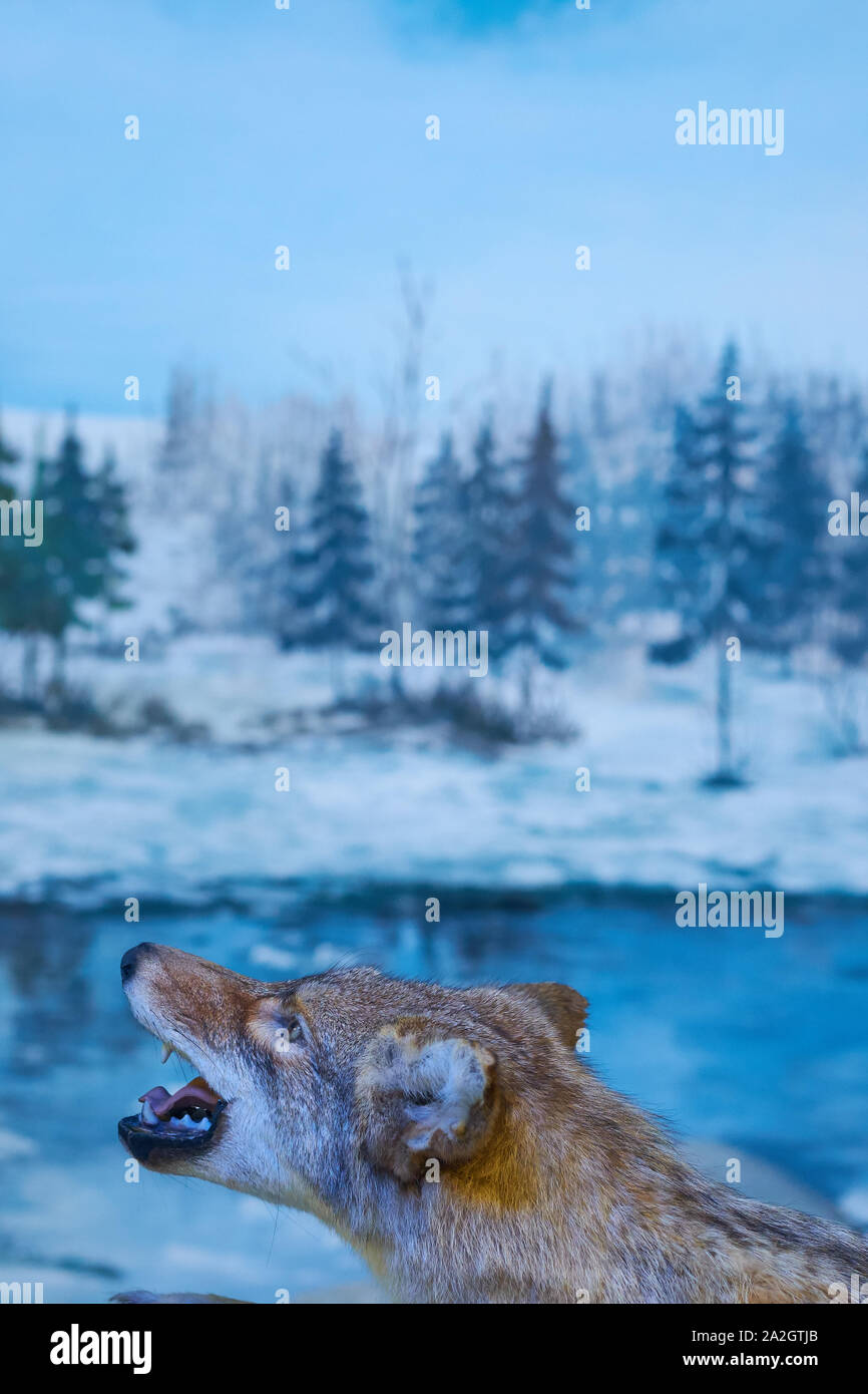 An example of a coyote in a taxidermy diorama at the Natural History ...