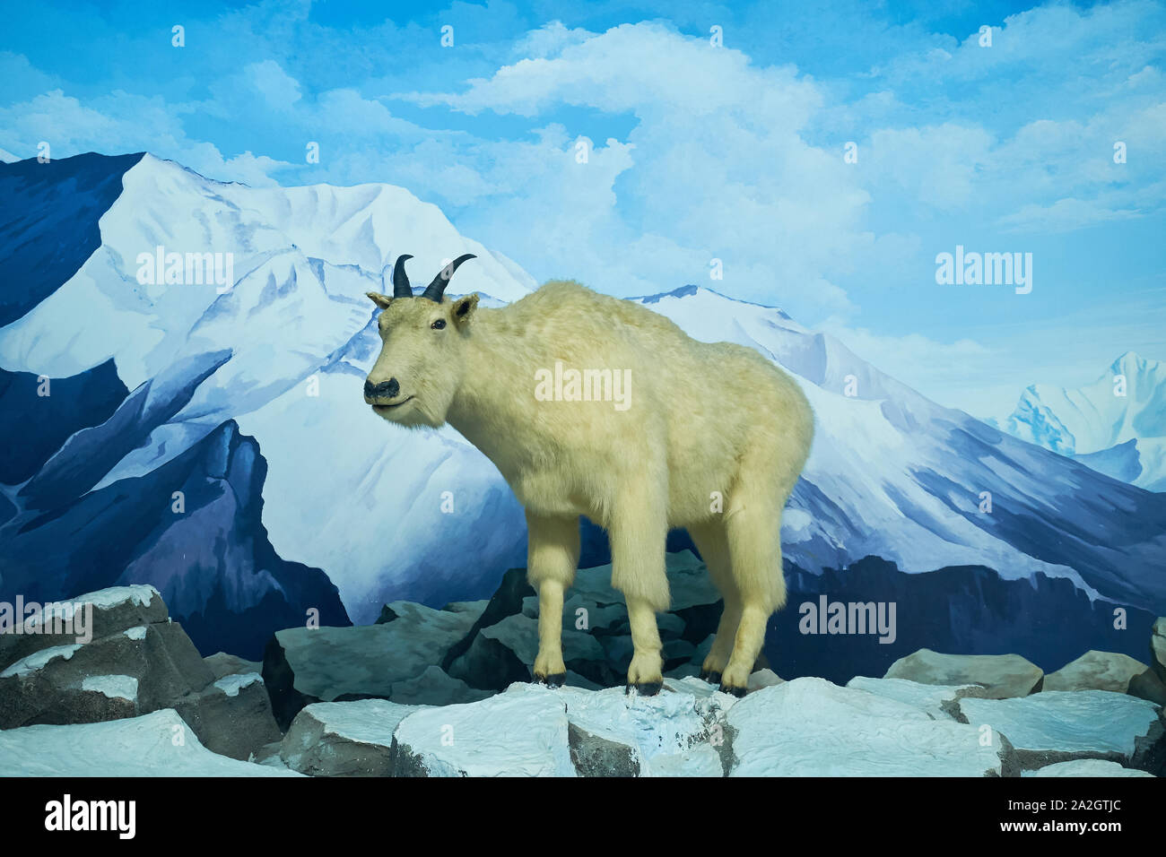 An example of a Rocky mountain goat in a taxidermy diorama at the ...