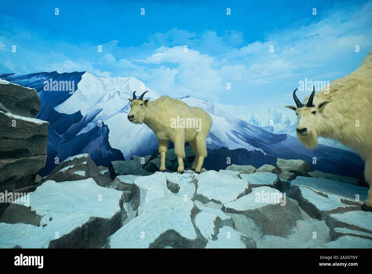 Mountain goat science hi-res stock photography and images - Alamy