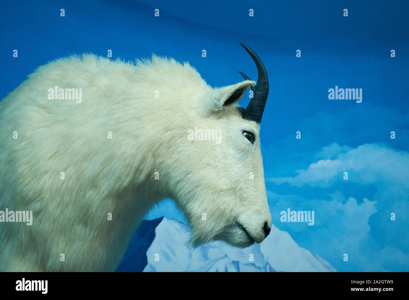Dead mountain goat hi-res stock photography and images - Alamy