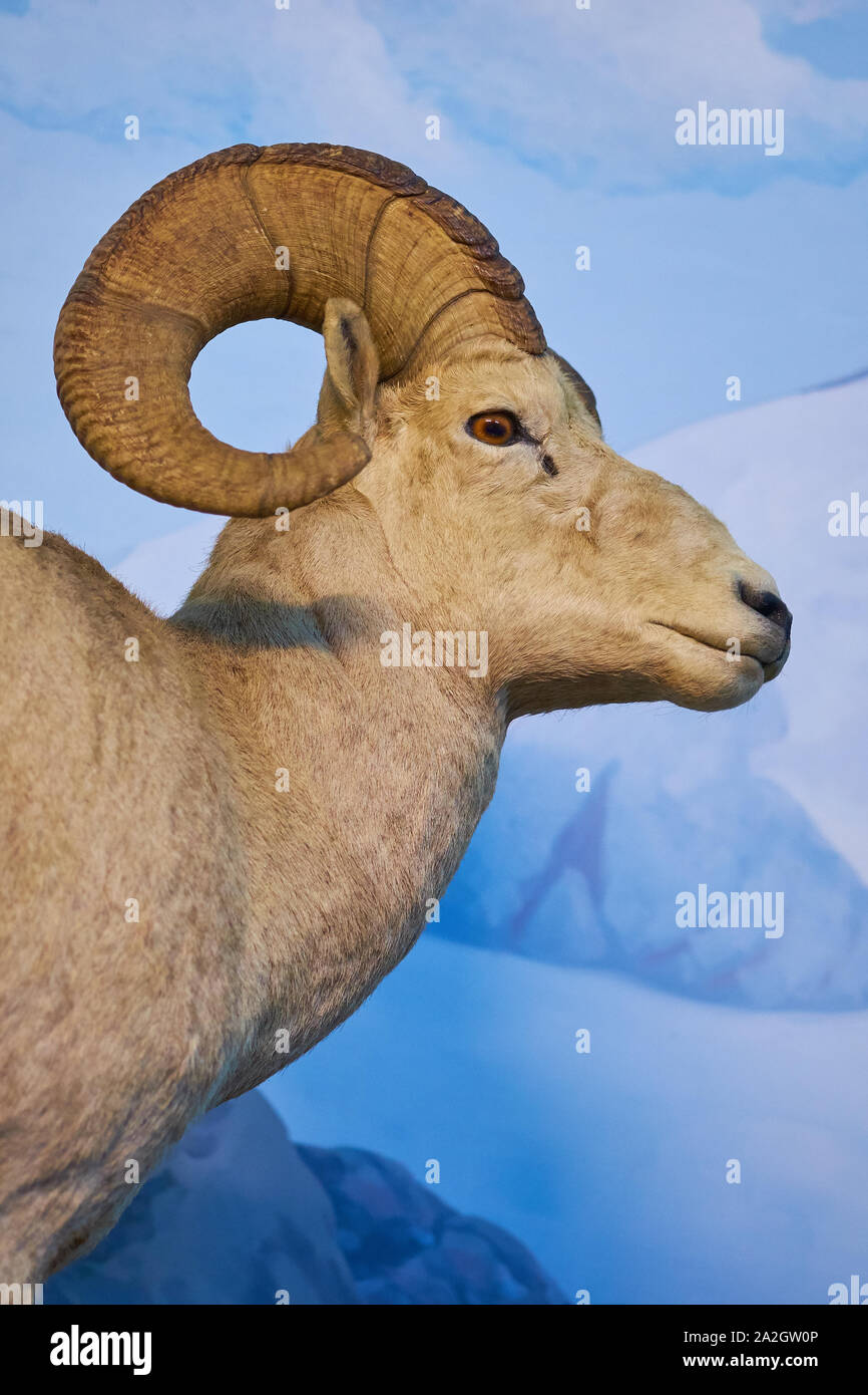 An example of a Dall sheep in a taxidermy diorama at the Natural ...