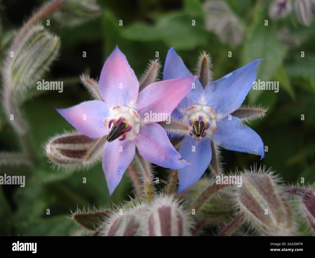 Pink and blue Borage flowers. Borago officinalis Stock Photo - Alamy