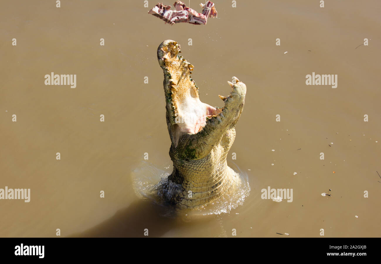 Jumping crocodile hi-res stock photography and images - Alamy
