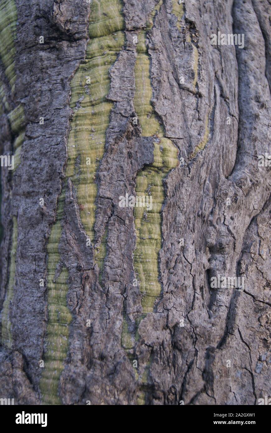 Material. Texture. Trend Stock Photo - Alamy