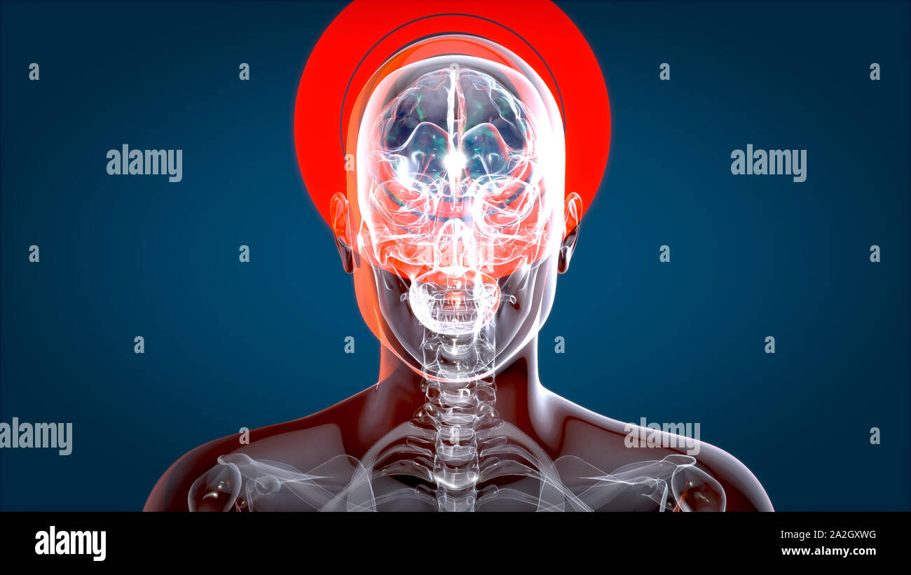 Human and brain xray, human anatomy, 3D Illustration Stock Photo - Alamy