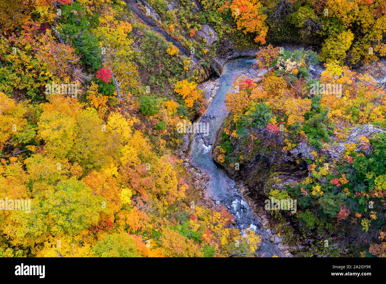 Aerial view of Autumn Fall Landscape of Forest and woods with river ...