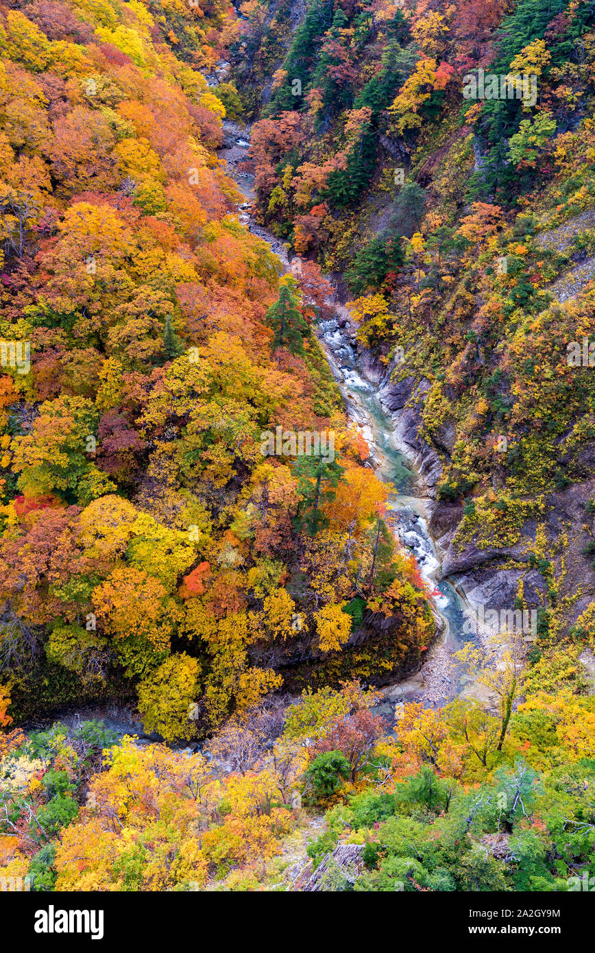 Aerial view of Autumn Fall Landscape of Forest and woods with river ...