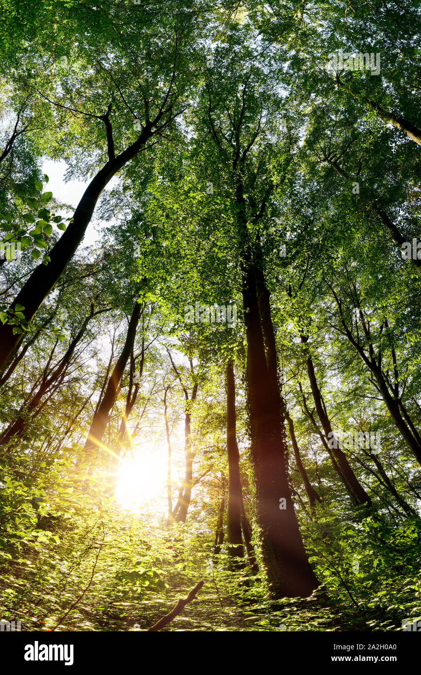 Beautiful forest in summer hi-res stock photography and images - Alamy