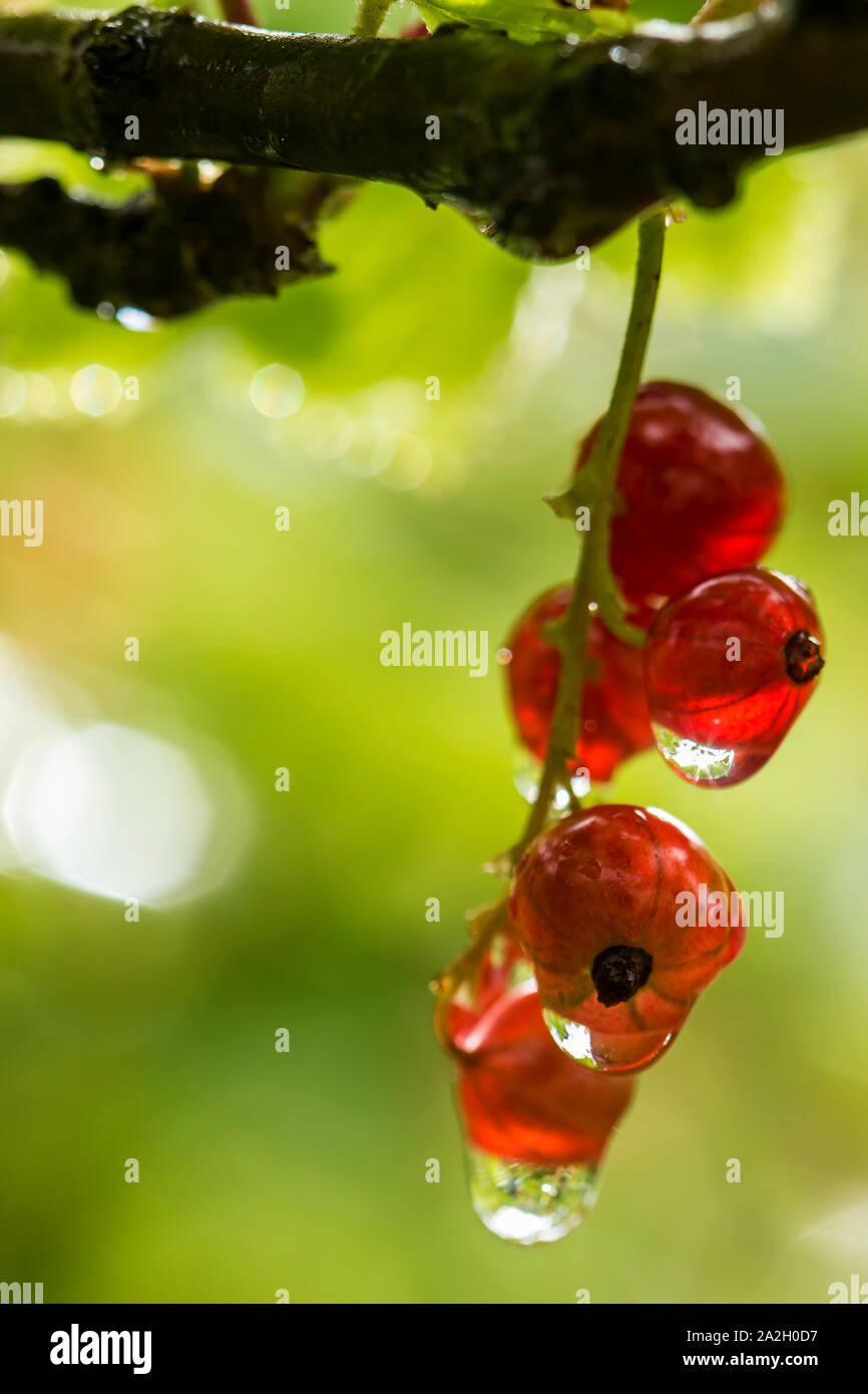 Red currant (Ribes rubrum) berry bunch with water droplets after the ...